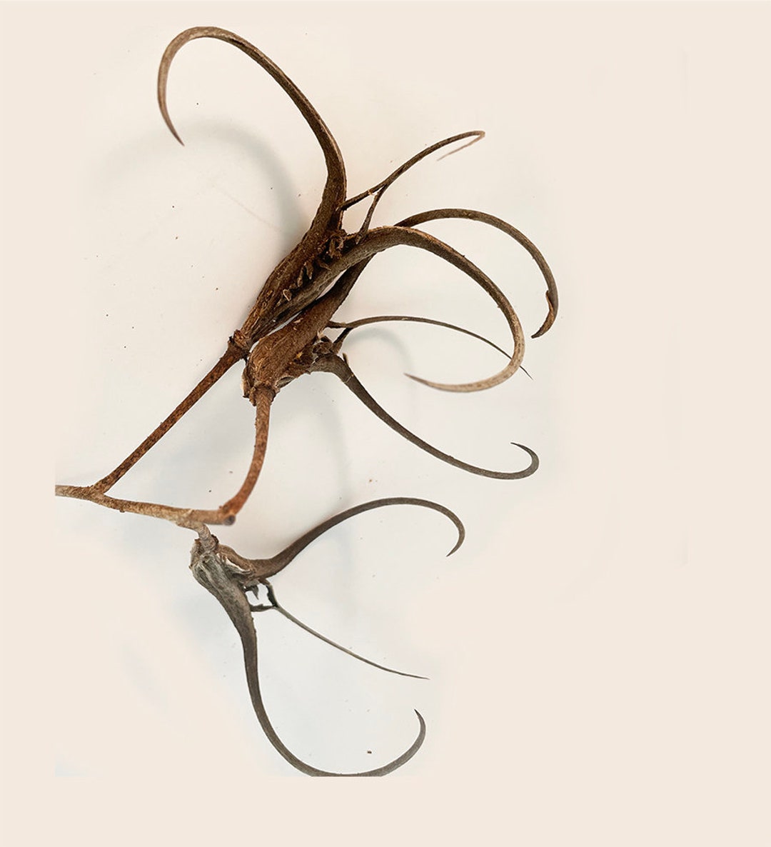 20 Devils Claw Seed Pods , Wreath Making, Indian Weaving, Devils Claw ...