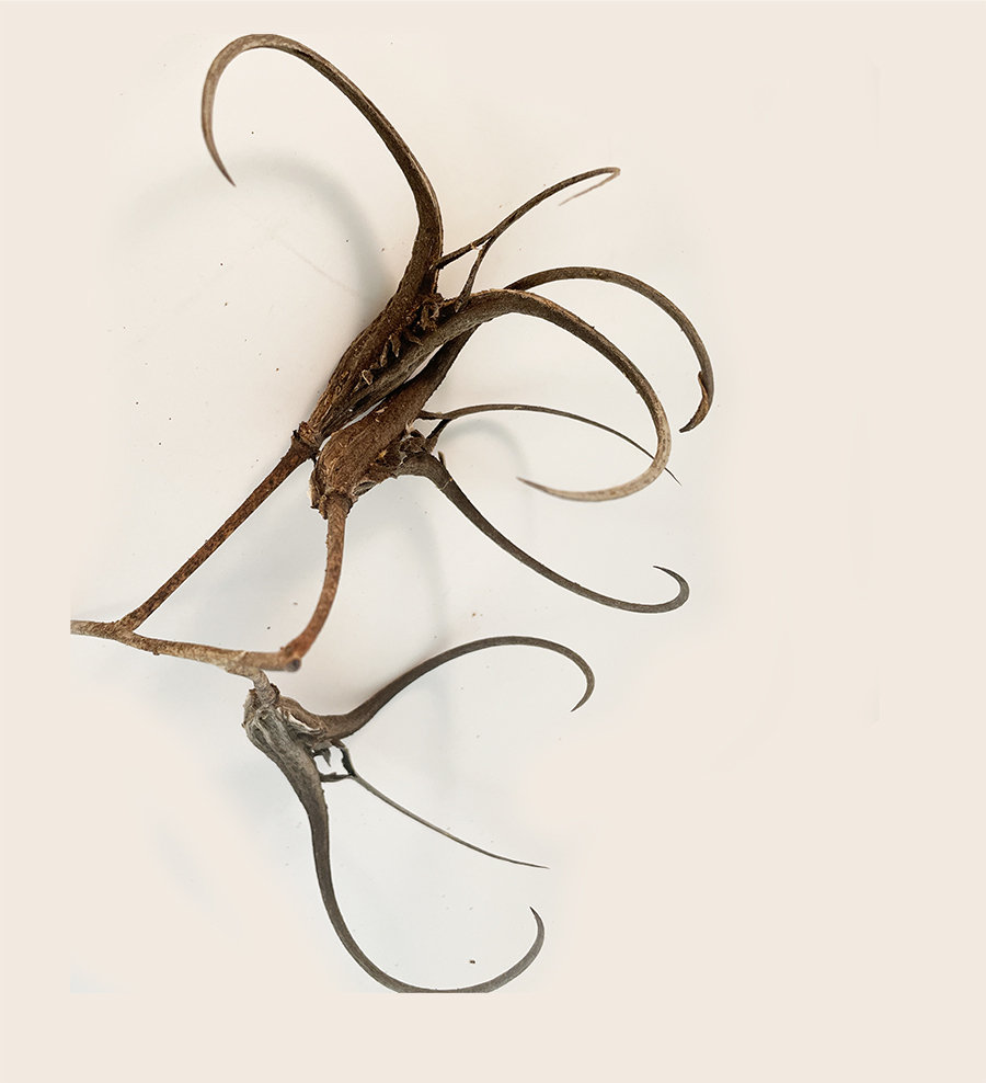 Devils Claw Nautical