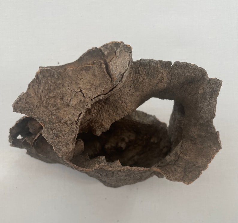 Saguaro Cactus Boot 7 X 7 X 4 Natural - Etsy