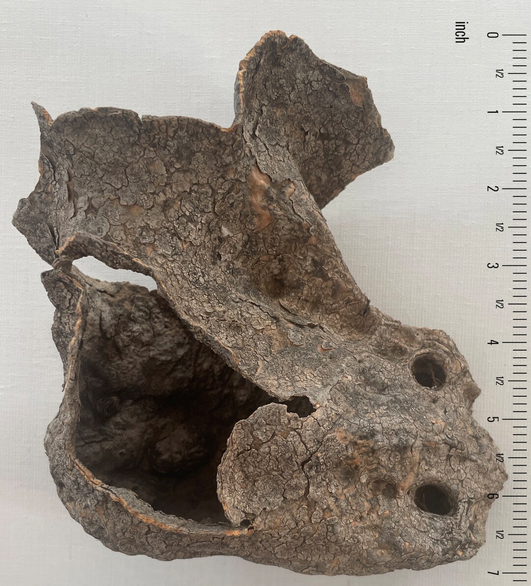 Saguaro Cactus Boot 7 X 7 X 4 Natural - Etsy