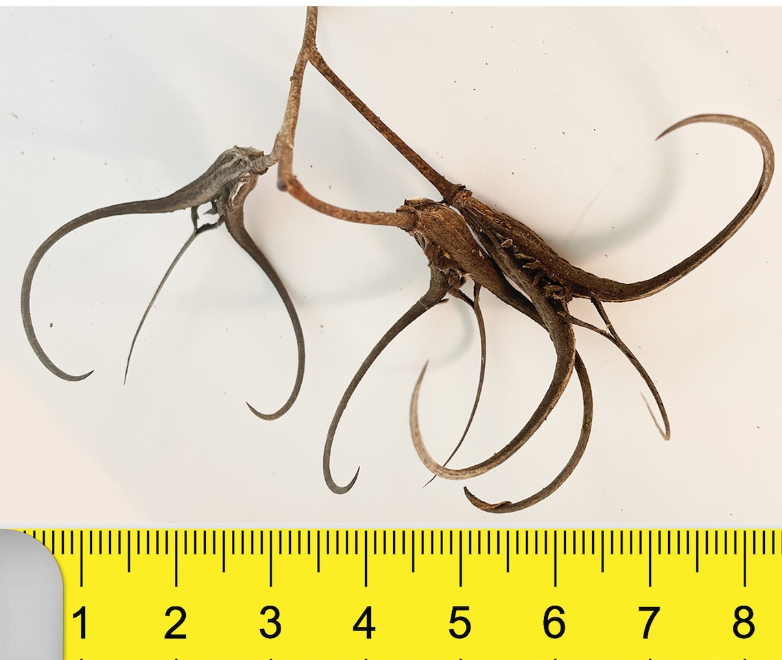 20 Devils Claw Seed Pods , Wreath Making, Indian Weaving, Devils Claw ...