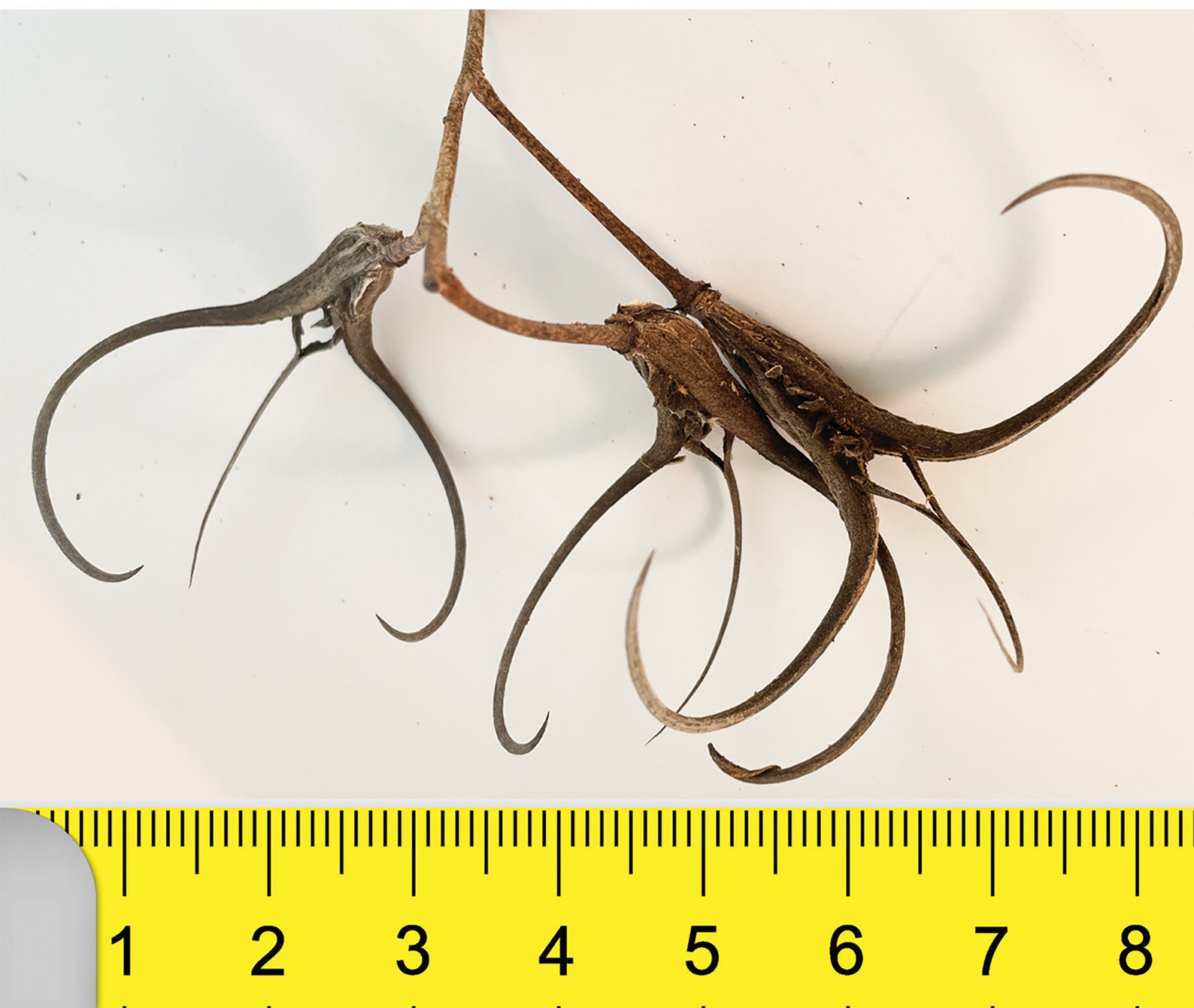 20 Devils Claw Seed Pods , Wreath Making, Indian Weaving, Devils Claw ...