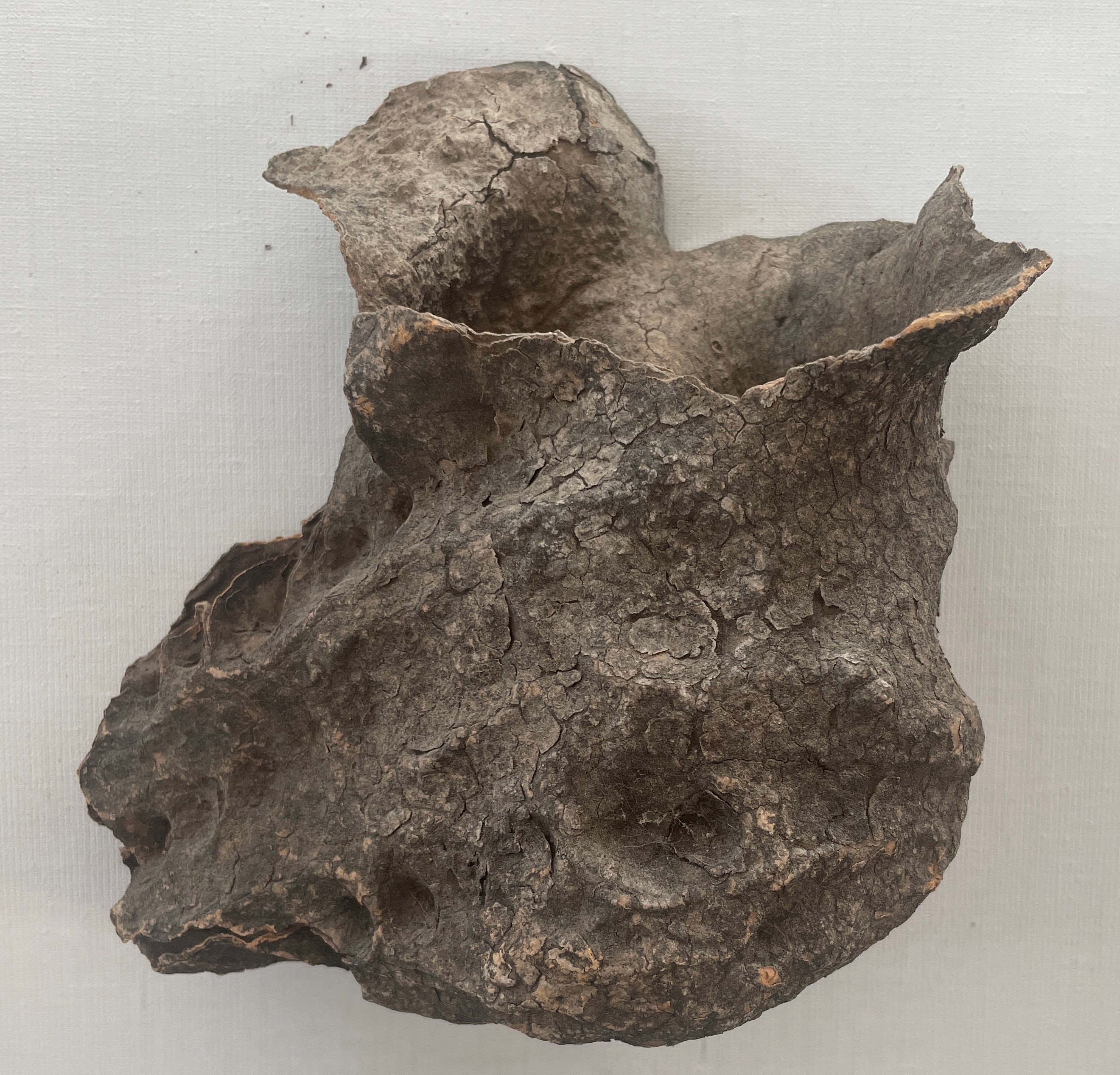 Saguaro Cactus Boot 7 X 7 X 4 Natural - Etsy