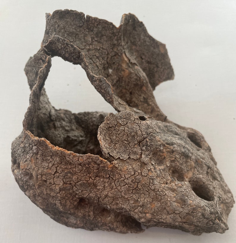 Saguaro Cactus Boot 7 X 7 X 4 Natural - Etsy