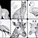 Wildlife Line Art Illustrations for Coloring for Adults, Digital Book ...