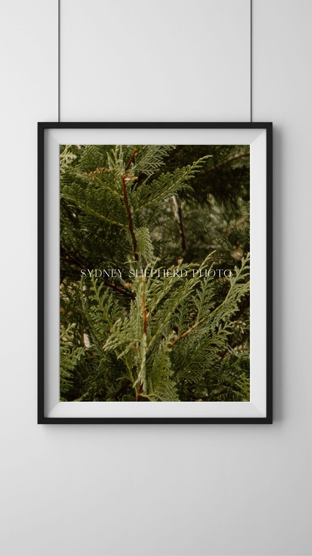 Christmas Tree Photography Print Digital Download - Etsy
