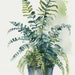 Watercolor Boston Fern 4pcs 300 Dpi JPEG, Potted Plant Clip Art, Nature ...