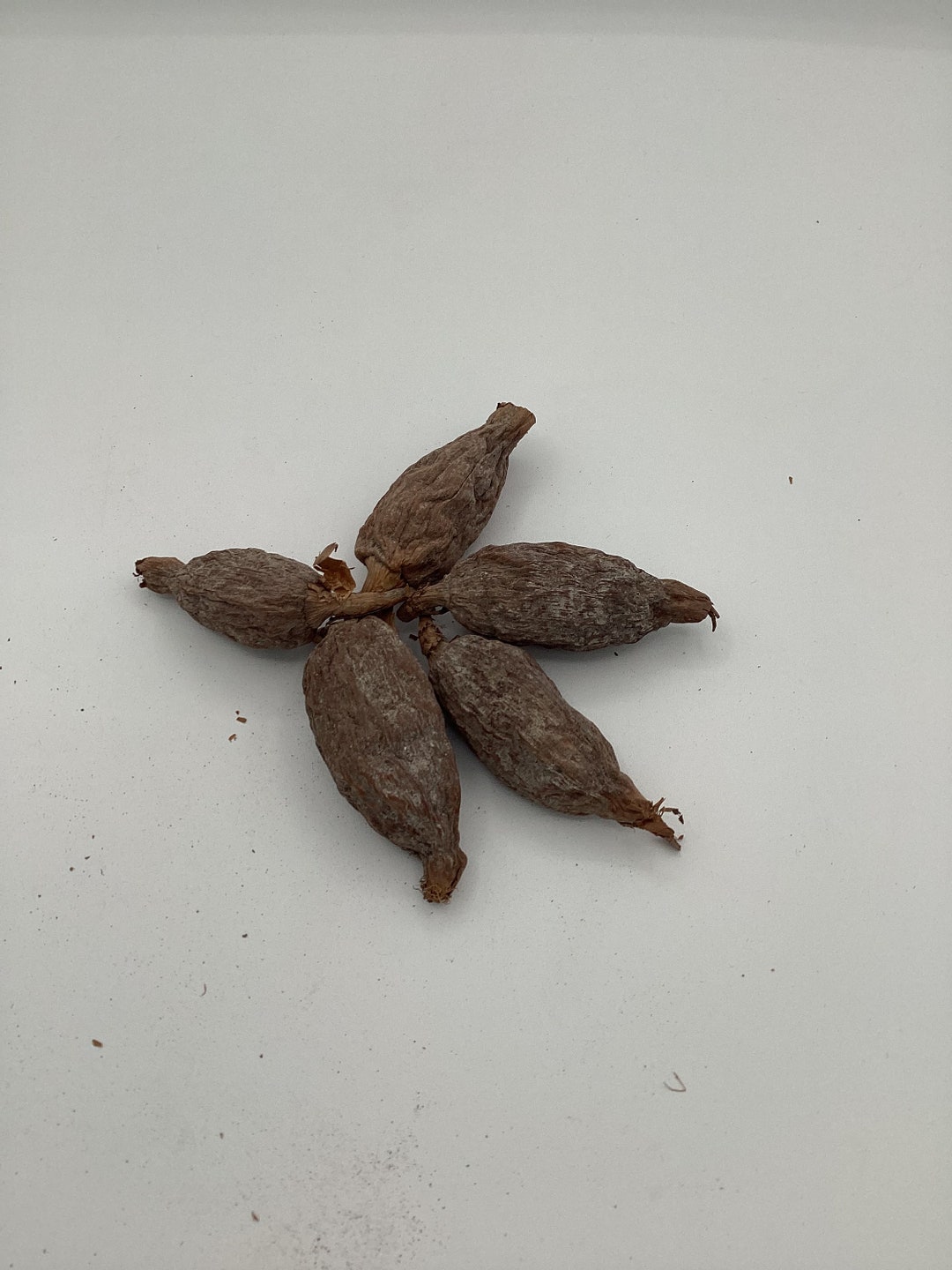 Alligator Pepper - Etsy