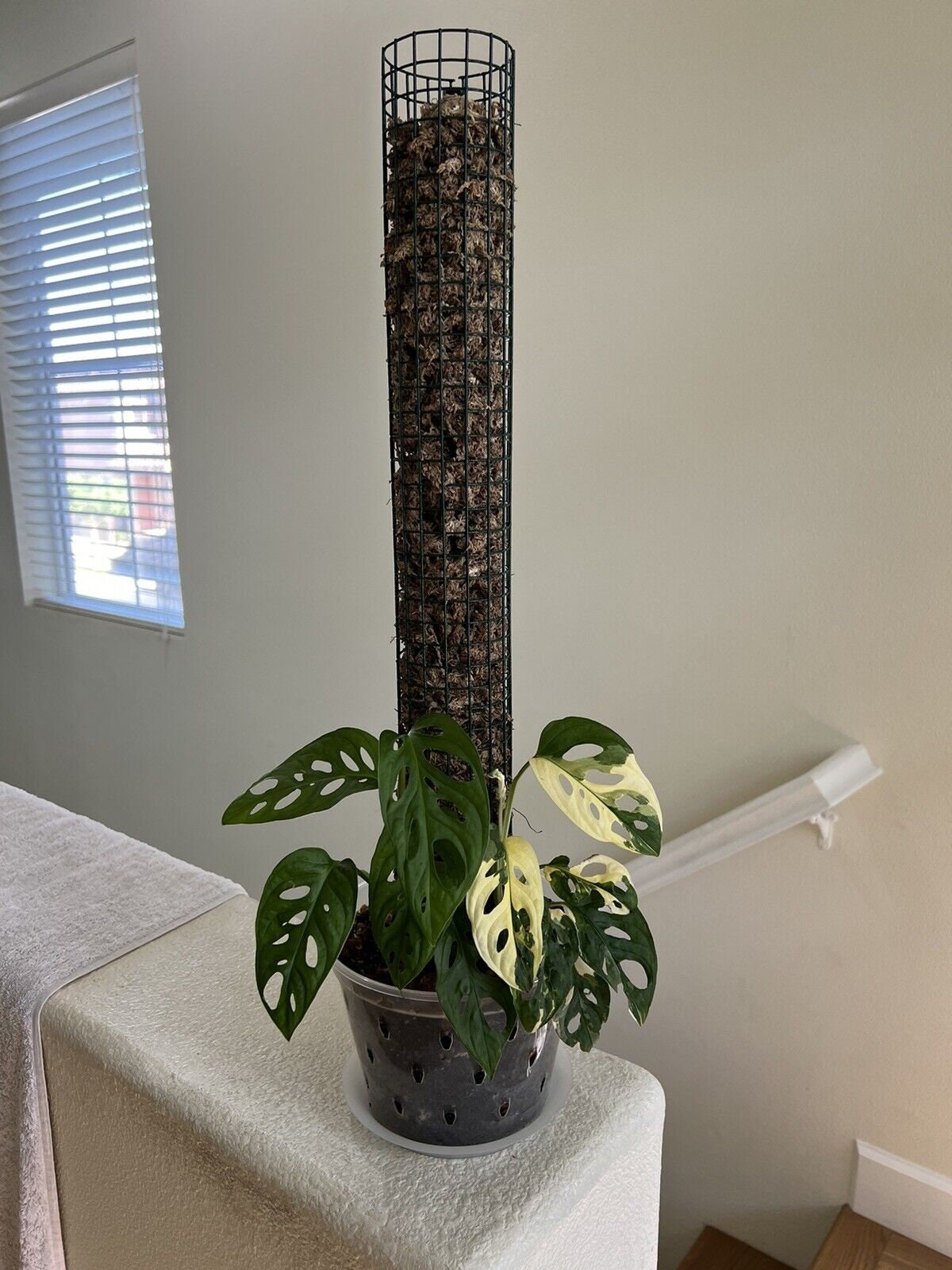 24” Plant Pole for Sphagnum Moss and Aroid Mix (pole Only) Handmade - Etsy