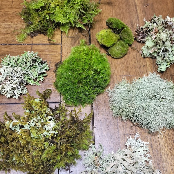 Live Moss - Etsy