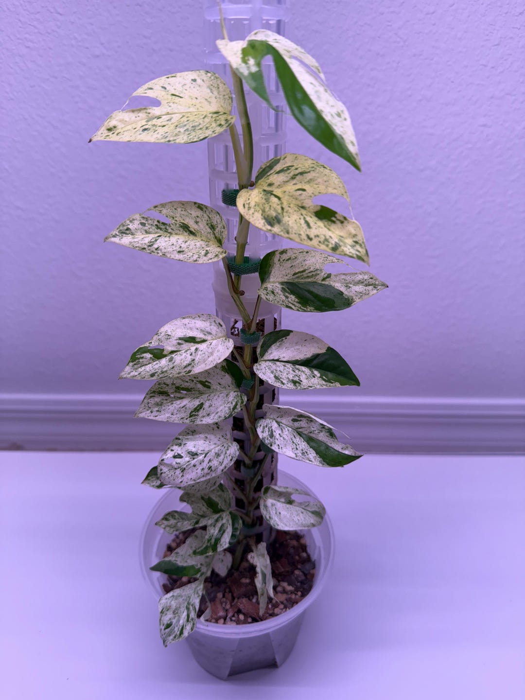 Epipremnum Pinnatum Marble Variegated - Etsy