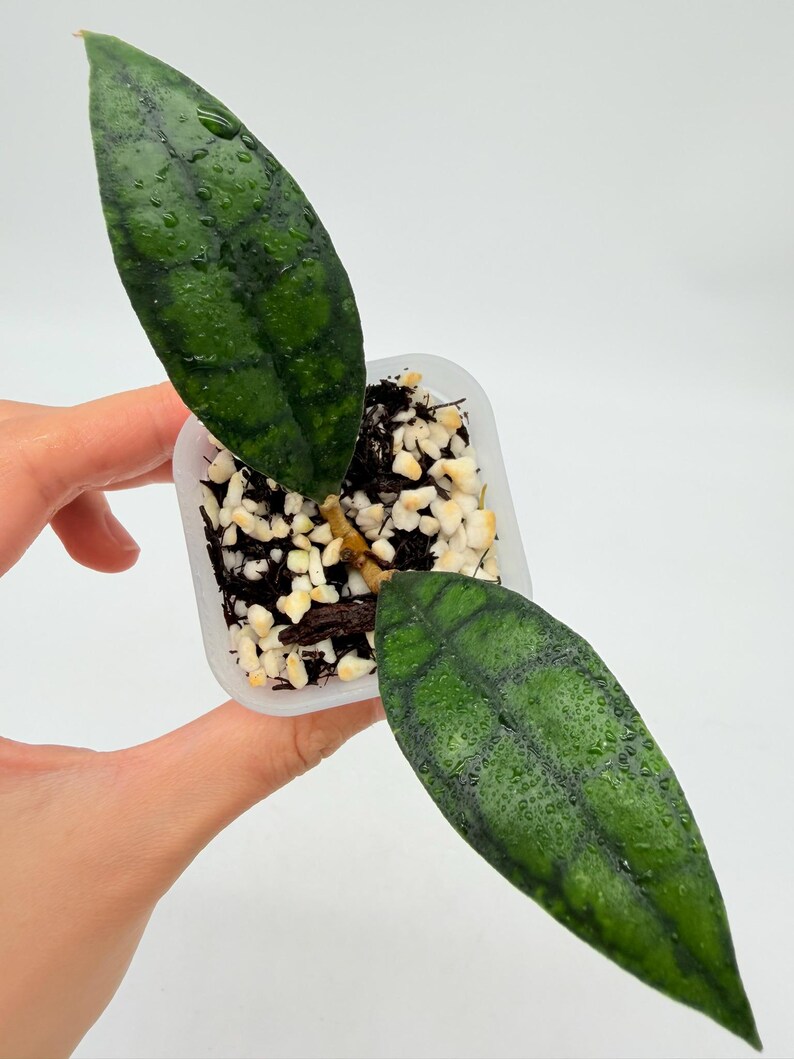 Hoya Callistophylla Black Cat Rooted 2" (S1) - Etsy