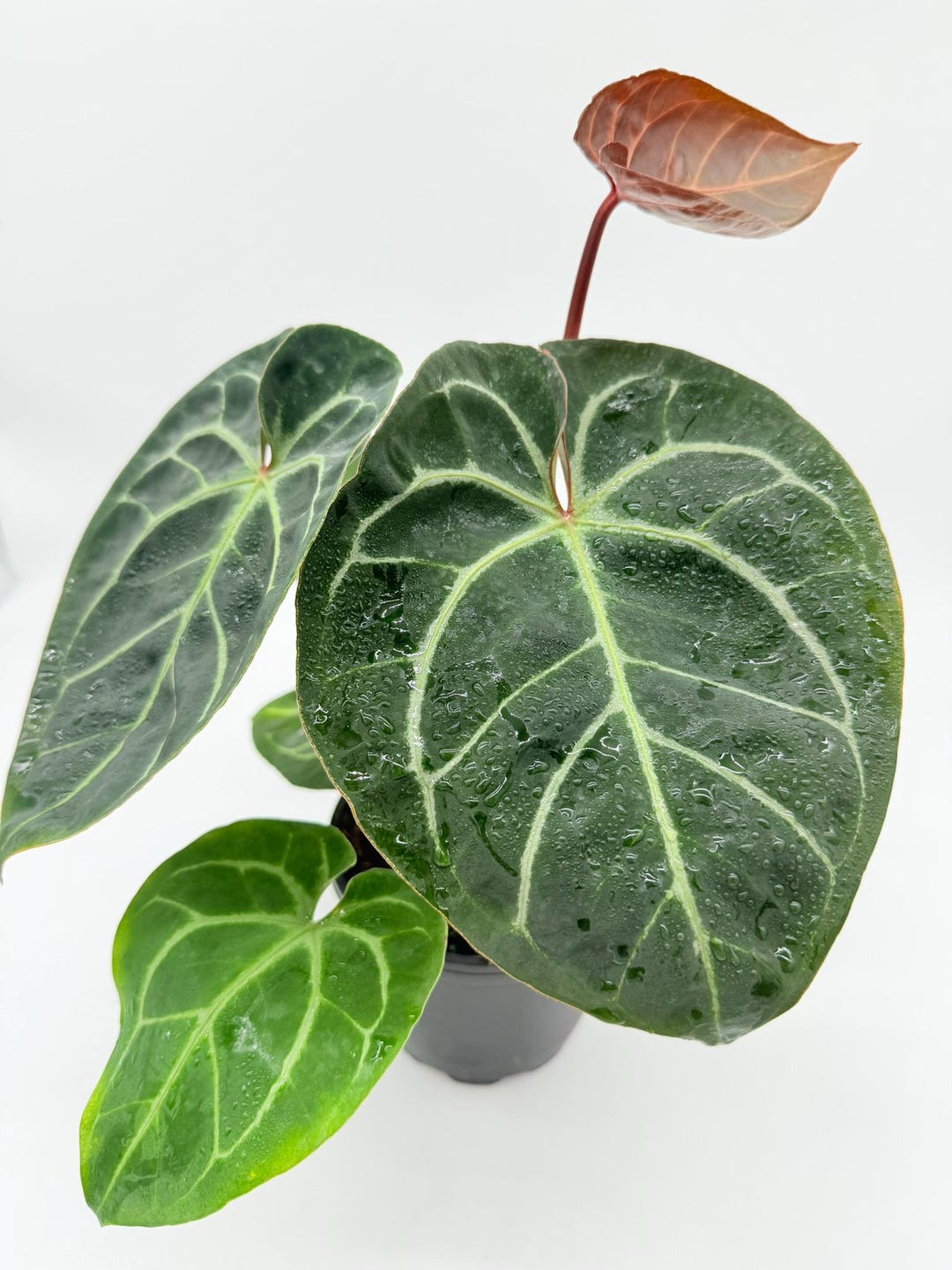 Anthurium Red Crystallinum X (dorayaki X Red Crystallinum) (plant F) - Etsy
