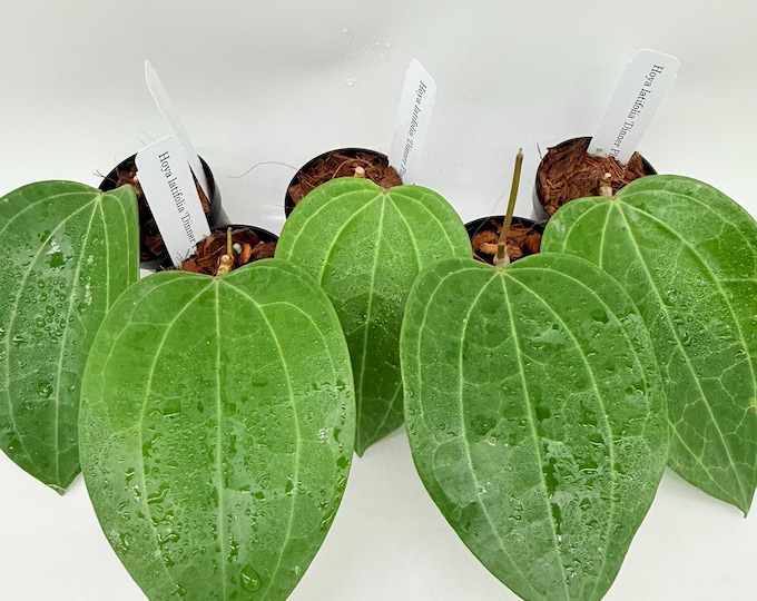 Hoya Latifolia 'dinner Plate' - Etsy