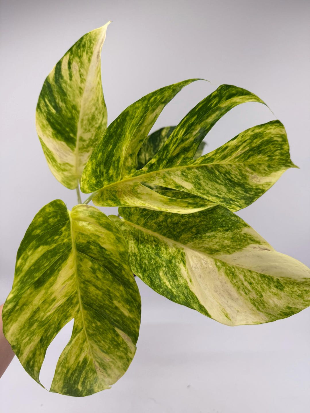 Epipremnum Yellow Flame Variegated (B) - Etsy