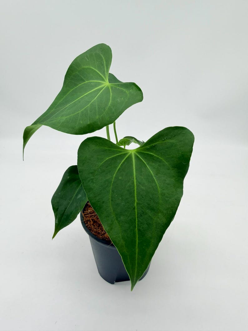 Anthurium Delta Force - Etsy