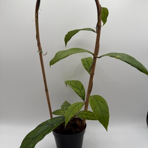 Hoya Callistophylla trellis indonesia Cool Shape and Coloring 4 - Etsy