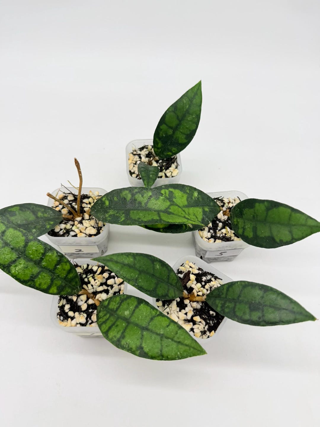 Hoya Callistophylla Black Cat Rooted 2" (S1) - Etsy