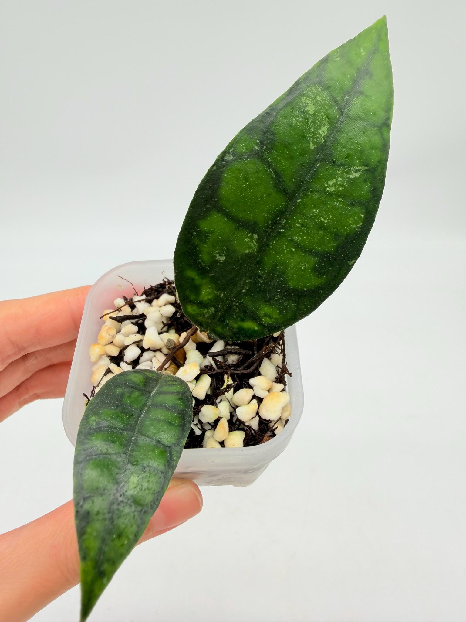 Hoya Callistophylla Black Cat Rooted 2" (S1) - Etsy