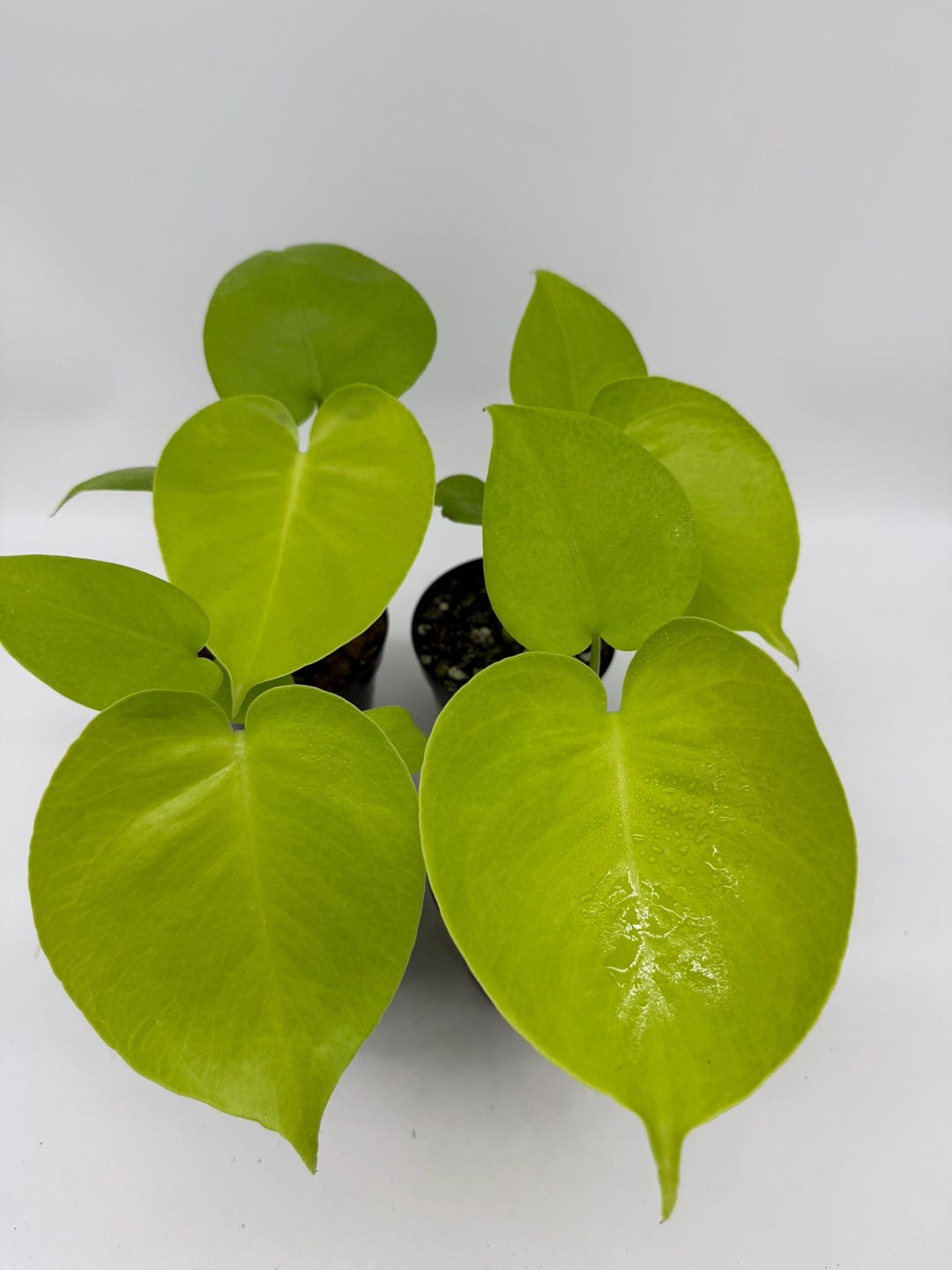 Monstera Deliciosa Lemon Lime - Etsy