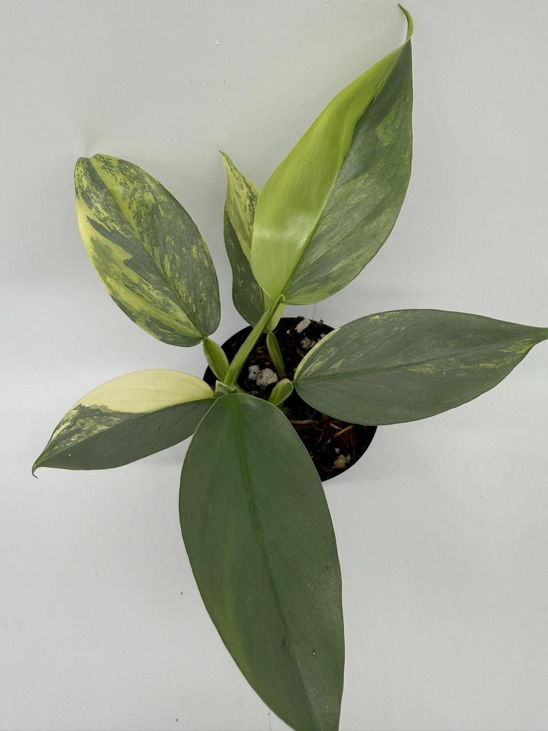 Philodendron Silver Sword Variegated (large) - Etsy