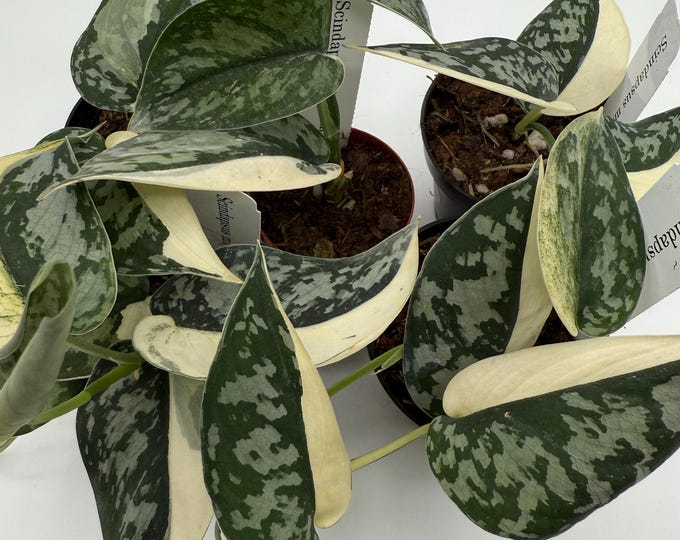 Scindapsus 'mayari' - Etsy