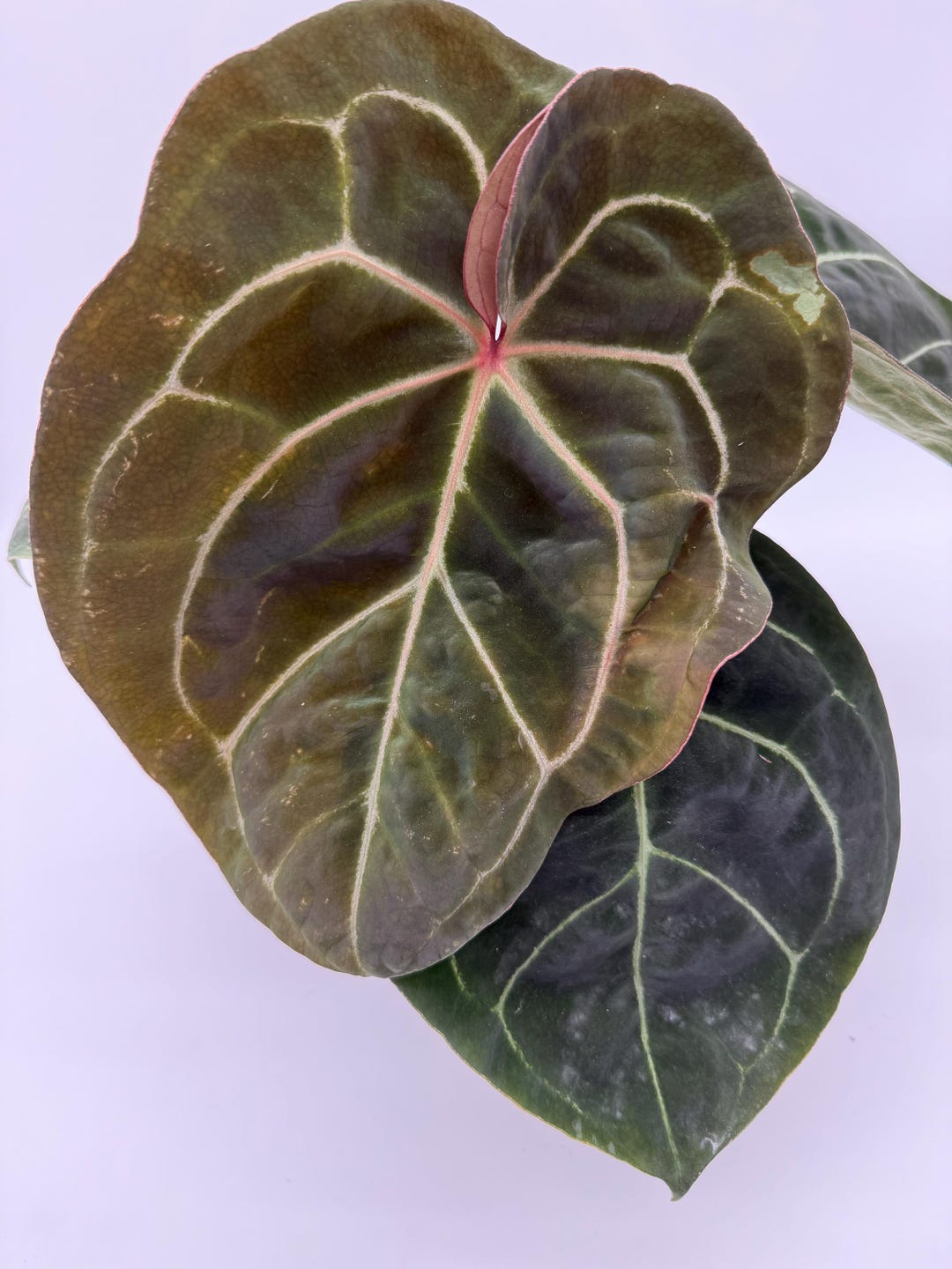 Anthurium Maroon Papil EPP by Eddy Pranoto - Etsy