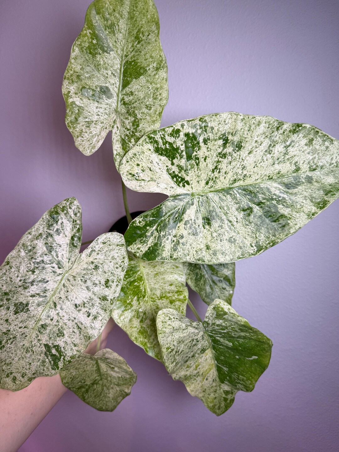 Alocasia Odora 'batik' - Etsy