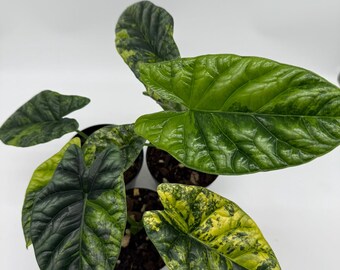 Super Rare Variegated Alocasia Sinuata Albo - Etsy