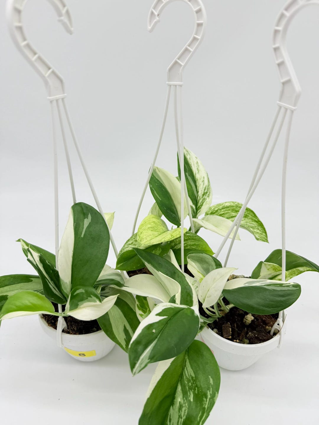Scindapsus Moonlight Albo Variegated - Etsy