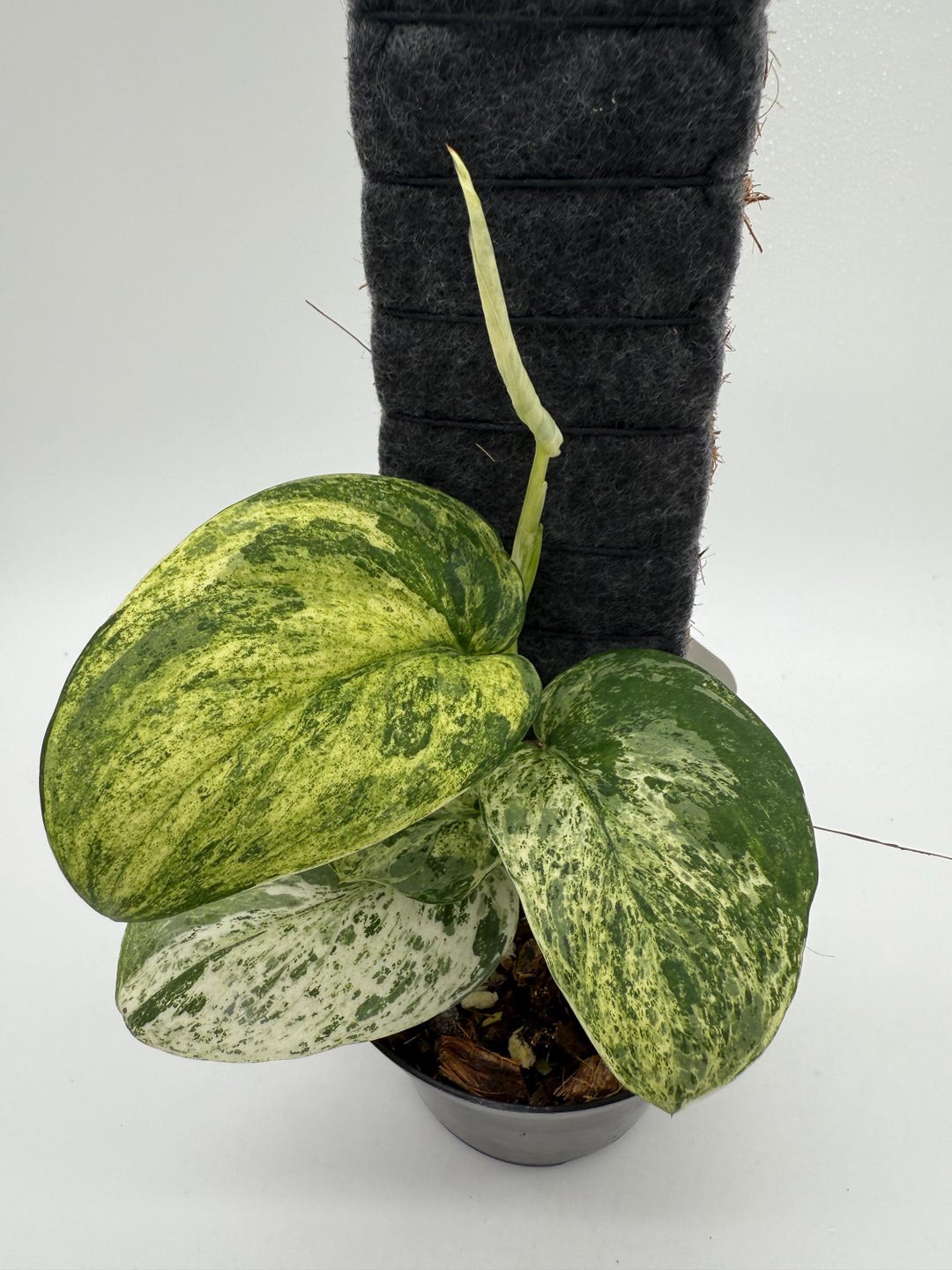 Scindapsus Peasun Variegated - Etsy