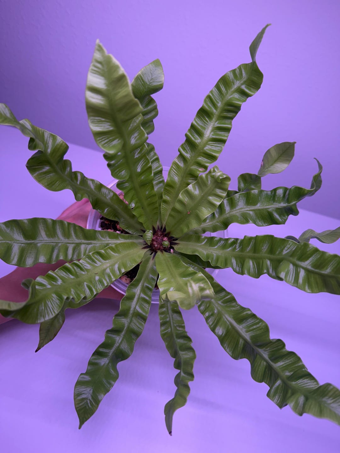 Crispy Wave, Japanese Asplenium Nidus Fern - Etsy