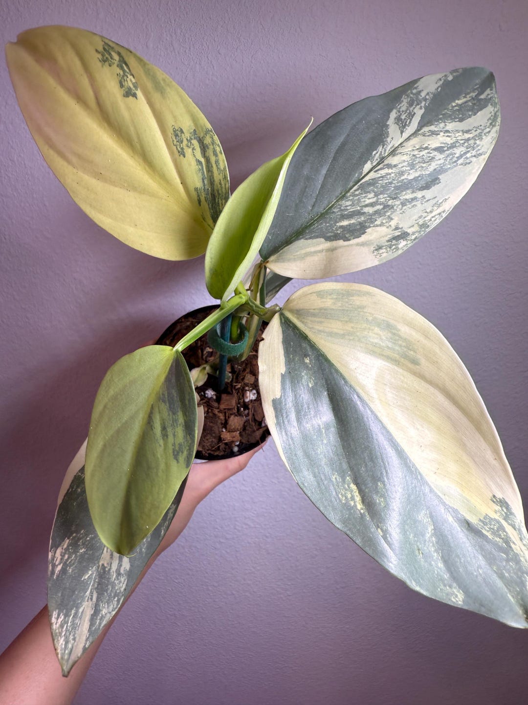 Philodendron Silver Sword Variegated - Etsy