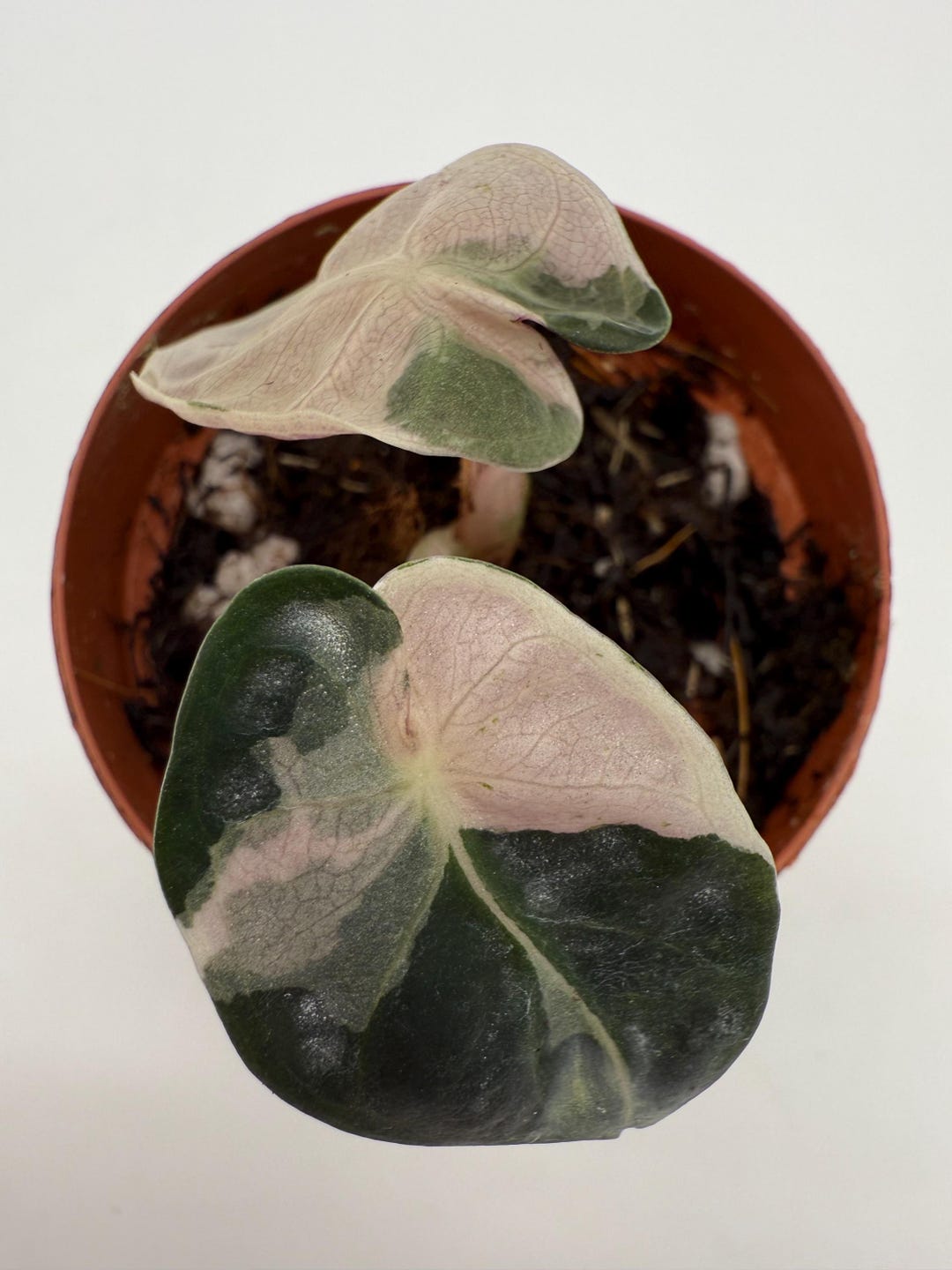 Alocasia 'balloon Heart' Variegated Plant B - Etsy