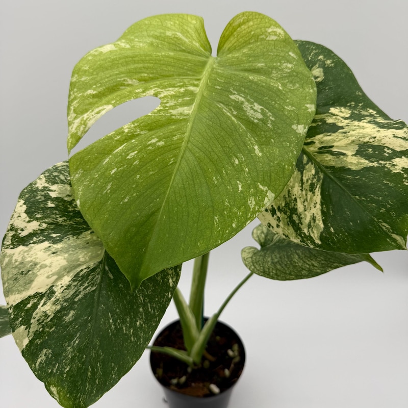 Variegated Monstera Plant - Etsy