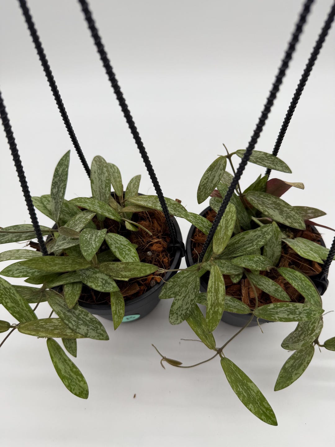 Hoya Sigillatis - Etsy