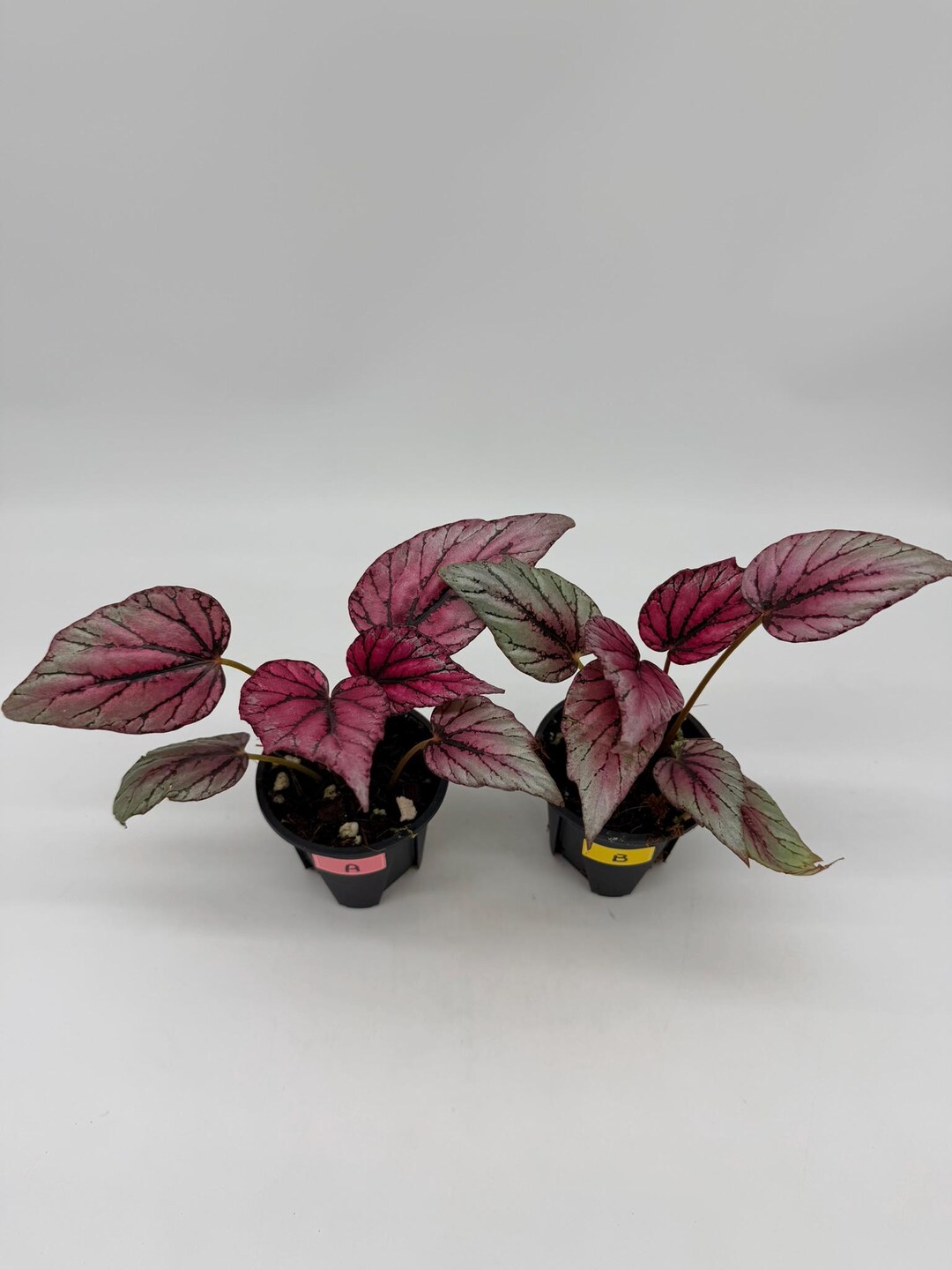 Begonia Rex Hugh Mclaughlin - Etsy