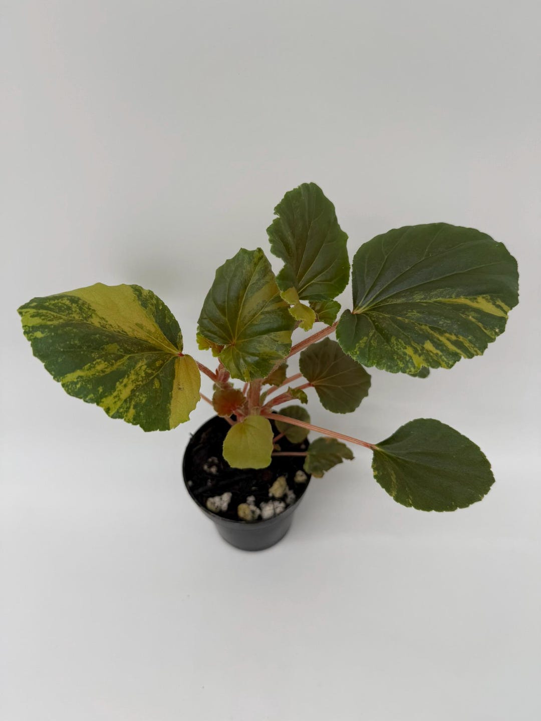 Begonia Cucullata Variegated A - Etsy