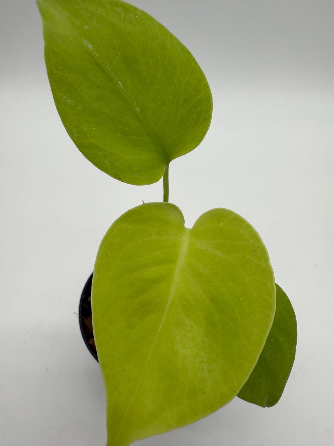 Monstera Deliciosa Lemon Lime plant B - Etsy