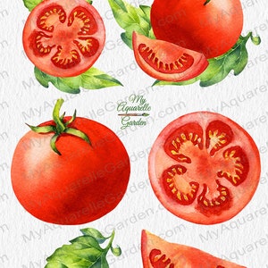 Tomatoes, Wooden Planter Box. Watercolor Hand-painted Clipart ...