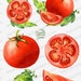 Tomatoes, Wooden Planter Box. Watercolor Hand-painted Clipart ...
