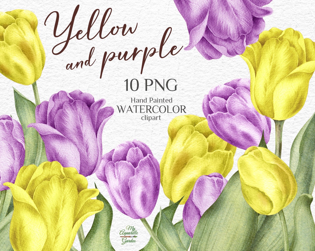Tulips. waterolor Hand-painted Clipart. Blossom Garden Flowers. Floral ...