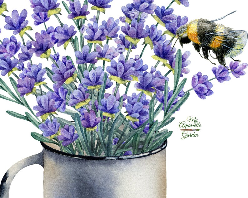 Lavender Watercolor Clipart. provencal Rustic Style. Herbal Hand ...