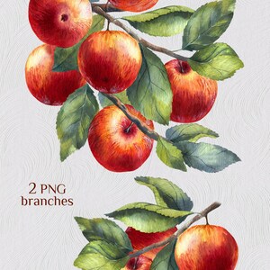 Apples Watercolor Hand-painted Clipart Harvesting Botanical ...