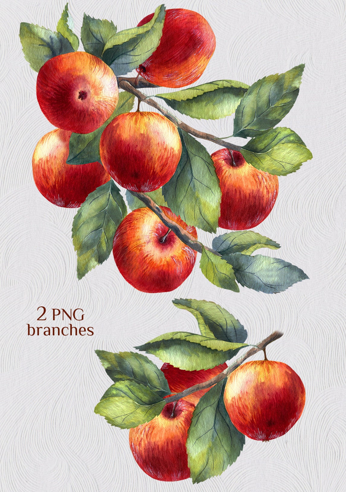 Apples Watercolor Hand-painted Clipart Harvesting Botanical ...