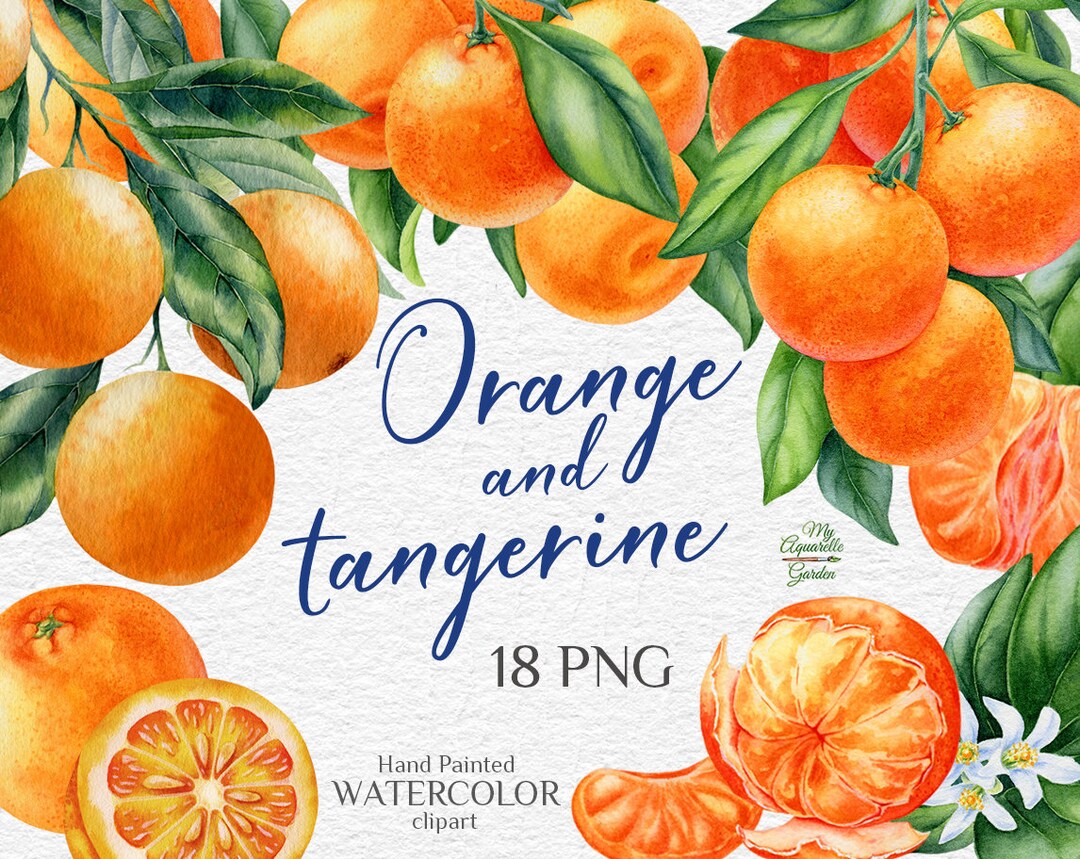 Tangerines. Watercolor Clipart. Botanical Illustrations. Scrapbooking ...