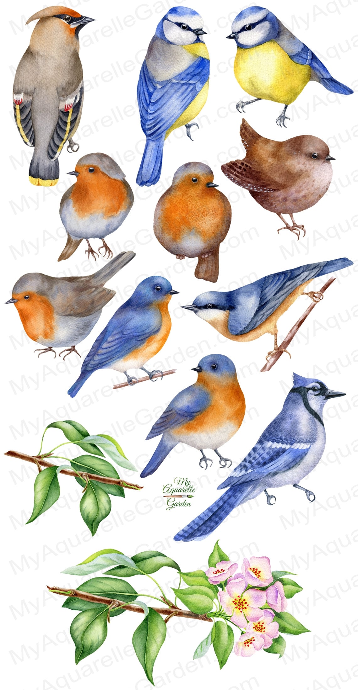 Birds Clipart. Watercolor Hand-painted Images. Bue Jay, Bluebird ...