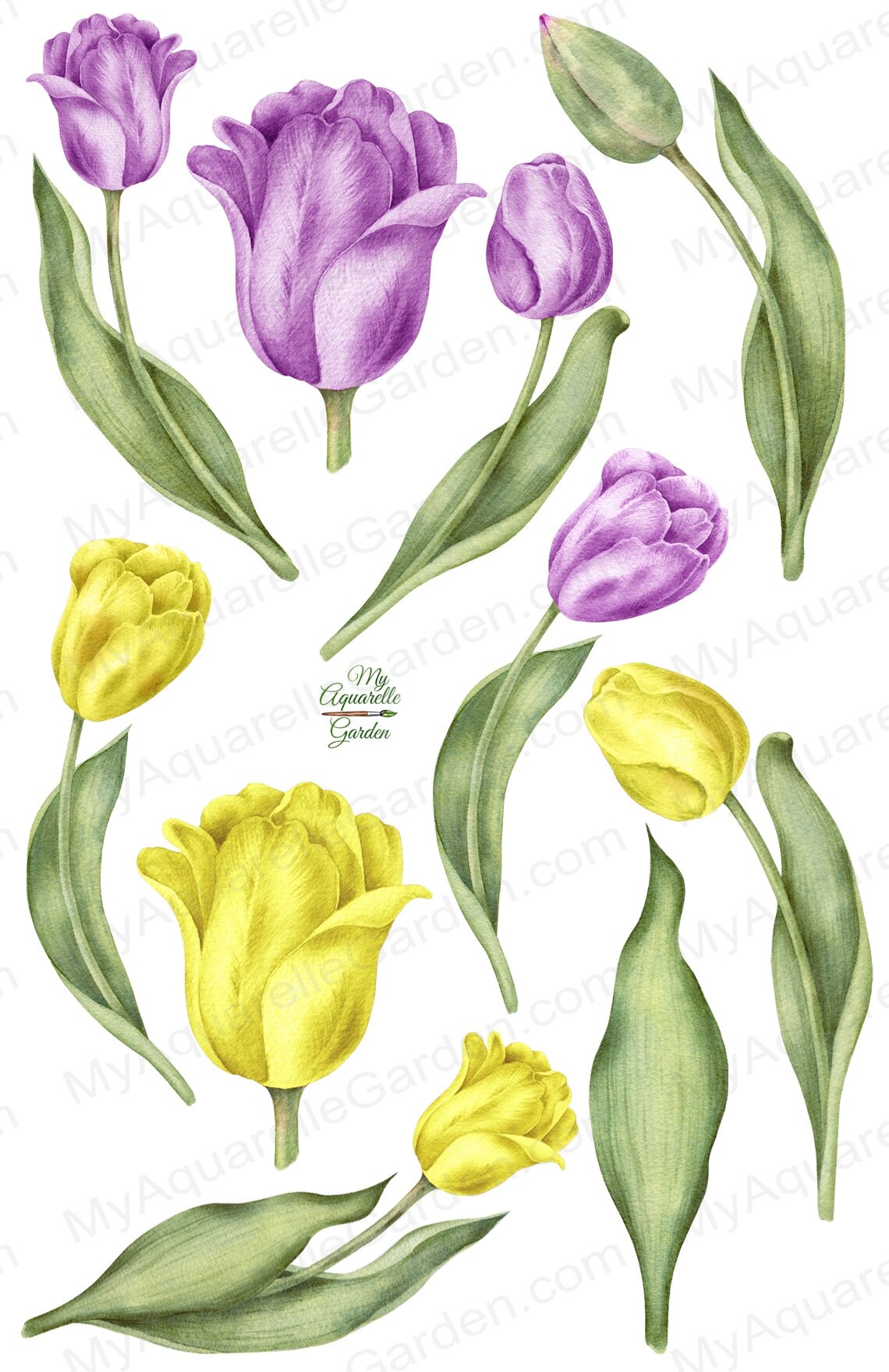 Tulips. waterolor Hand-painted Clipart. Blossom Garden Flowers. Floral ...