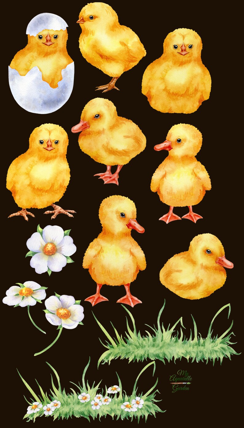 Spring Chickens and Ducklings. Watercolor Easter Clipart. Little Birds ...
