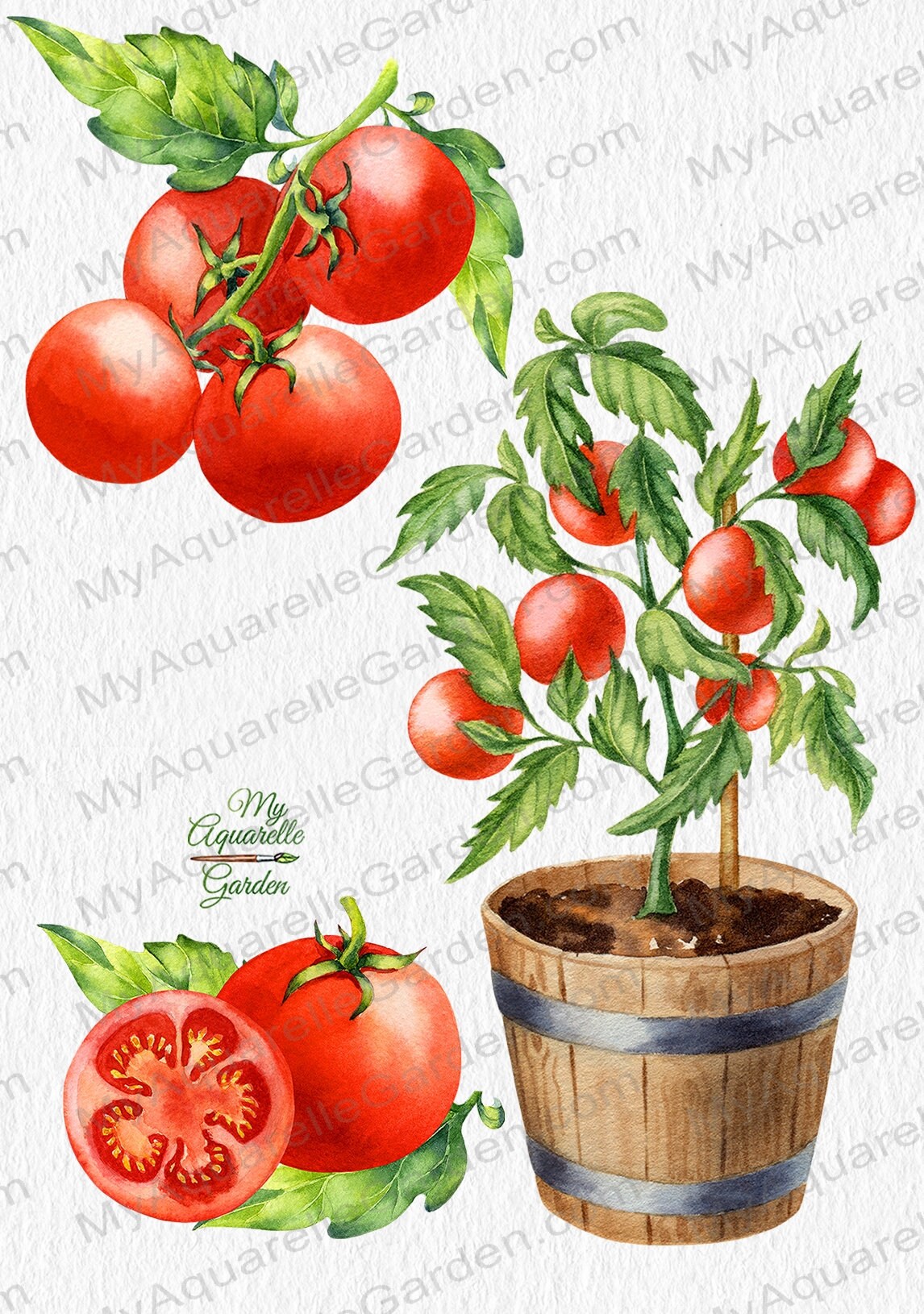 Tomatoes, Wooden Planter Box. Watercolor Hand-painted Clipart ...
